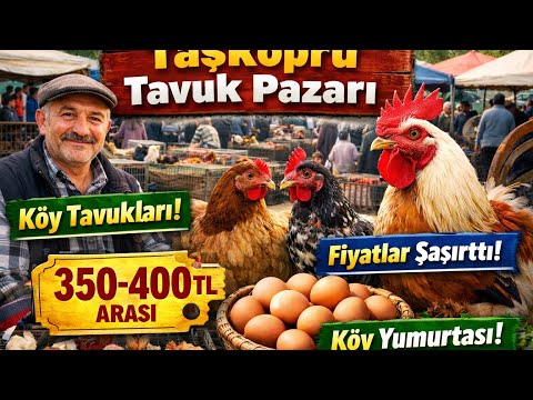 Taşköprü Tavuk Pazarı! Köy Yumurtası, Tavuk Fiyatları ve Köy Hayatının En Doğal Hali