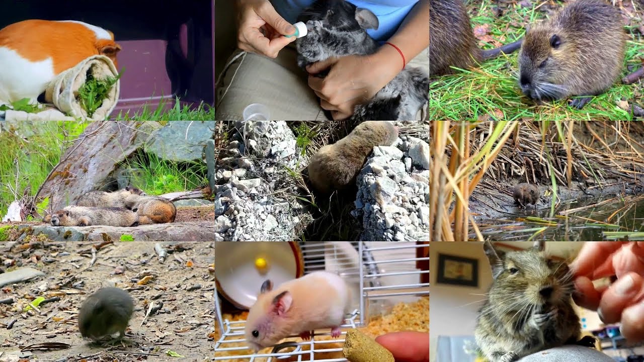 Rodents for Kids with Videos (Fun & Eductaional learning) - YouTube