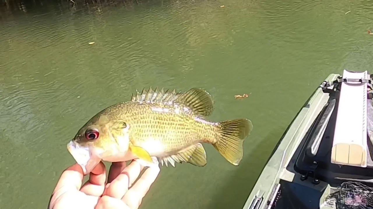 Stones river east fork Tennessee, kayak fishing.November 1st. Hit the ...