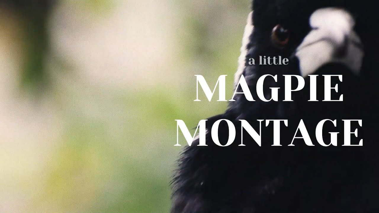 a little MAGPIE MONTAGE - YouTube