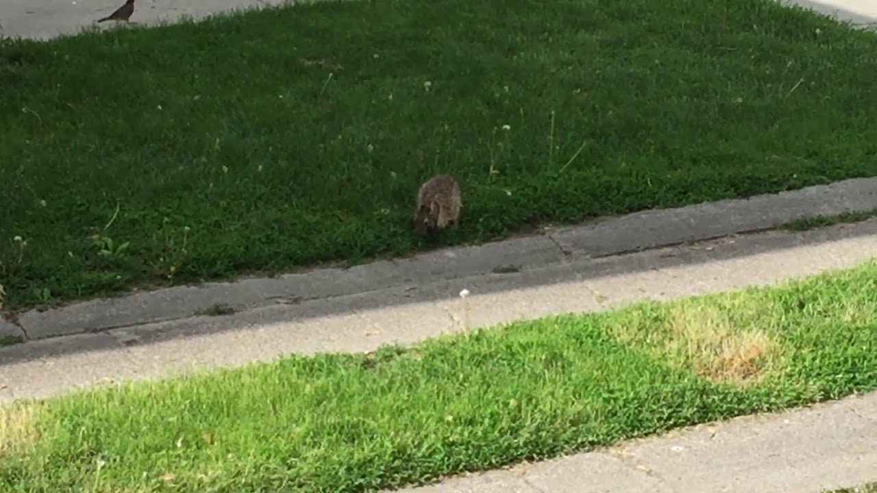 A Bearded Rabbit - YouTube