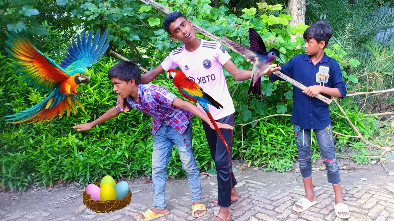 পাখি ধরতে গিয়ে বিপদে পড়লো | As Team99 Official | New Comedy Videos 2024 - YouTube