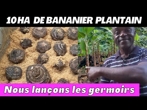 Multiplication des rejets de bananier plantain : 10 secrets appris en ...