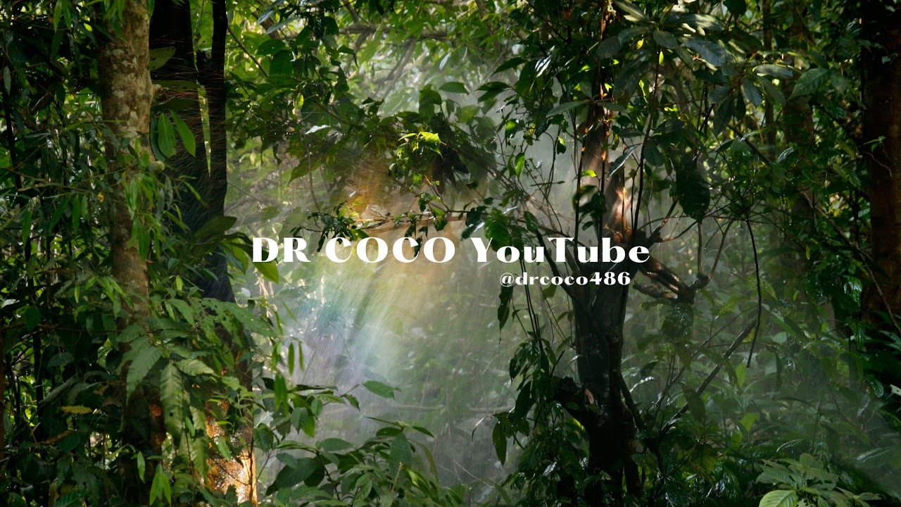 DR COCO Live Stream - YouTube