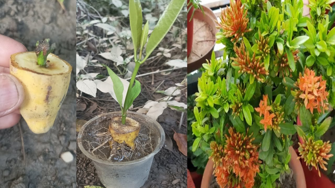 Ixora plant cutting growing at home, how to grow ixora flower tree with ...