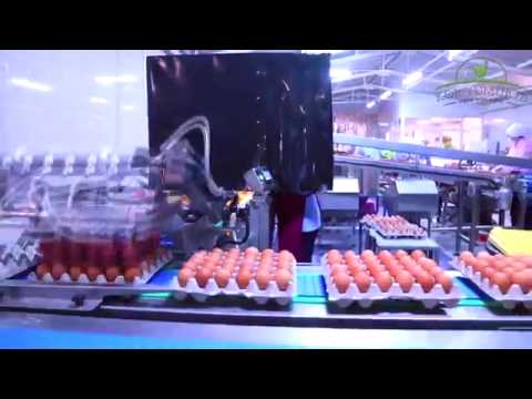 KOR YUMURTA İNGİLİZCE TANITIM FİLMİ - Presentation Movie 2016
