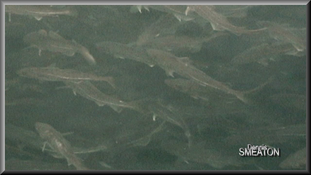 "Tons Of Cod Fish" - "Newfoundland And Labrador" - YouTube