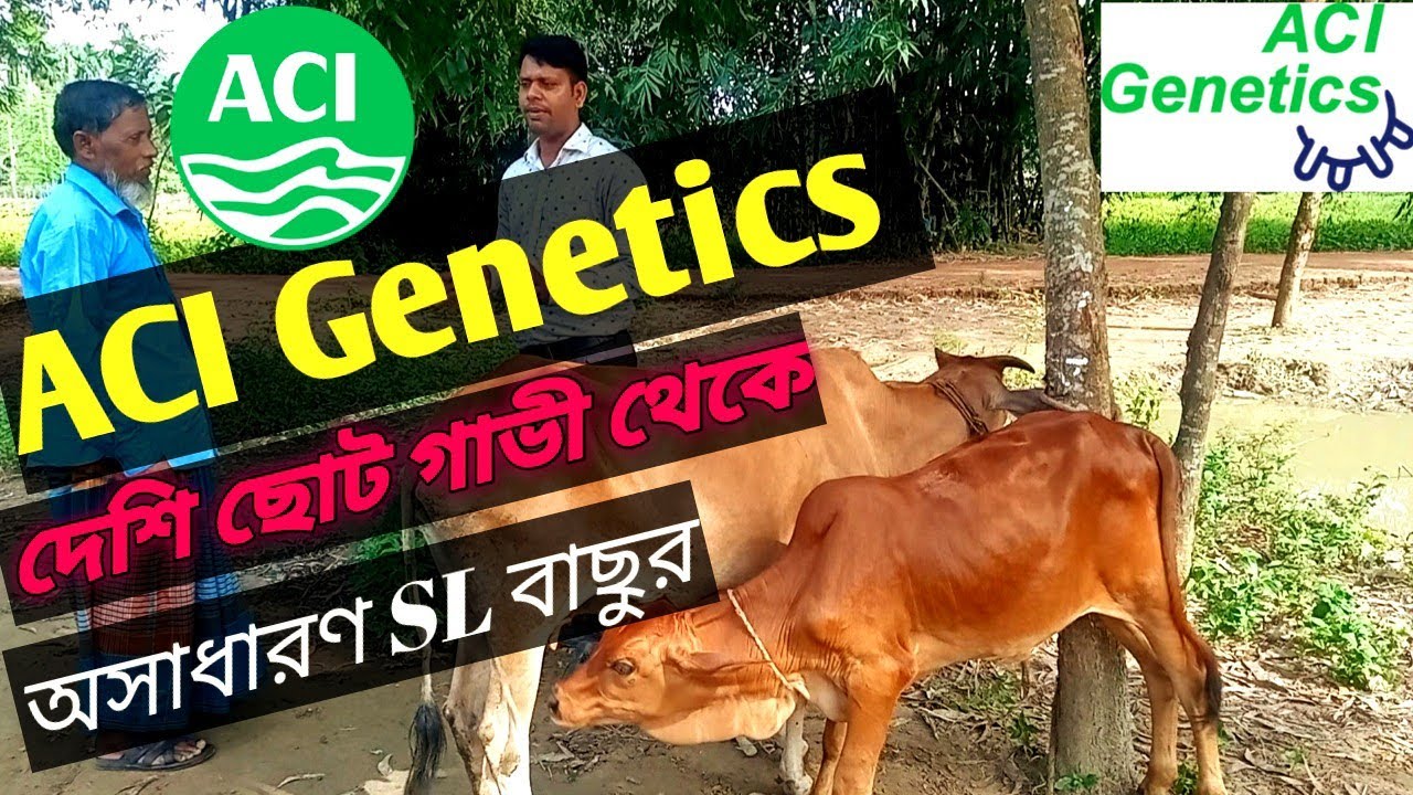 দেশি ছোট গাভী থেকে শাহীওয়াল জাতের অসাধারণ বাছুর।@ ACI genetics BD ...