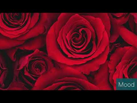 wonderful red roses |  Mood of the day | relax and replay