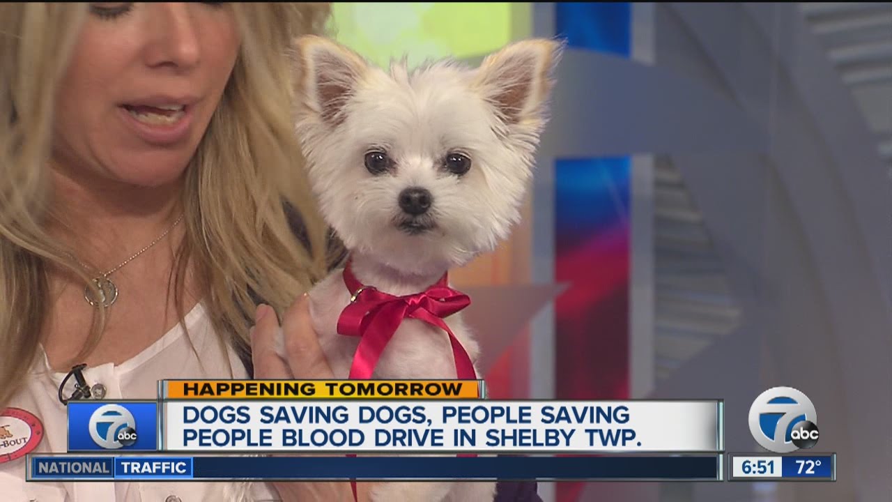 Human/dog blood drive - YouTube