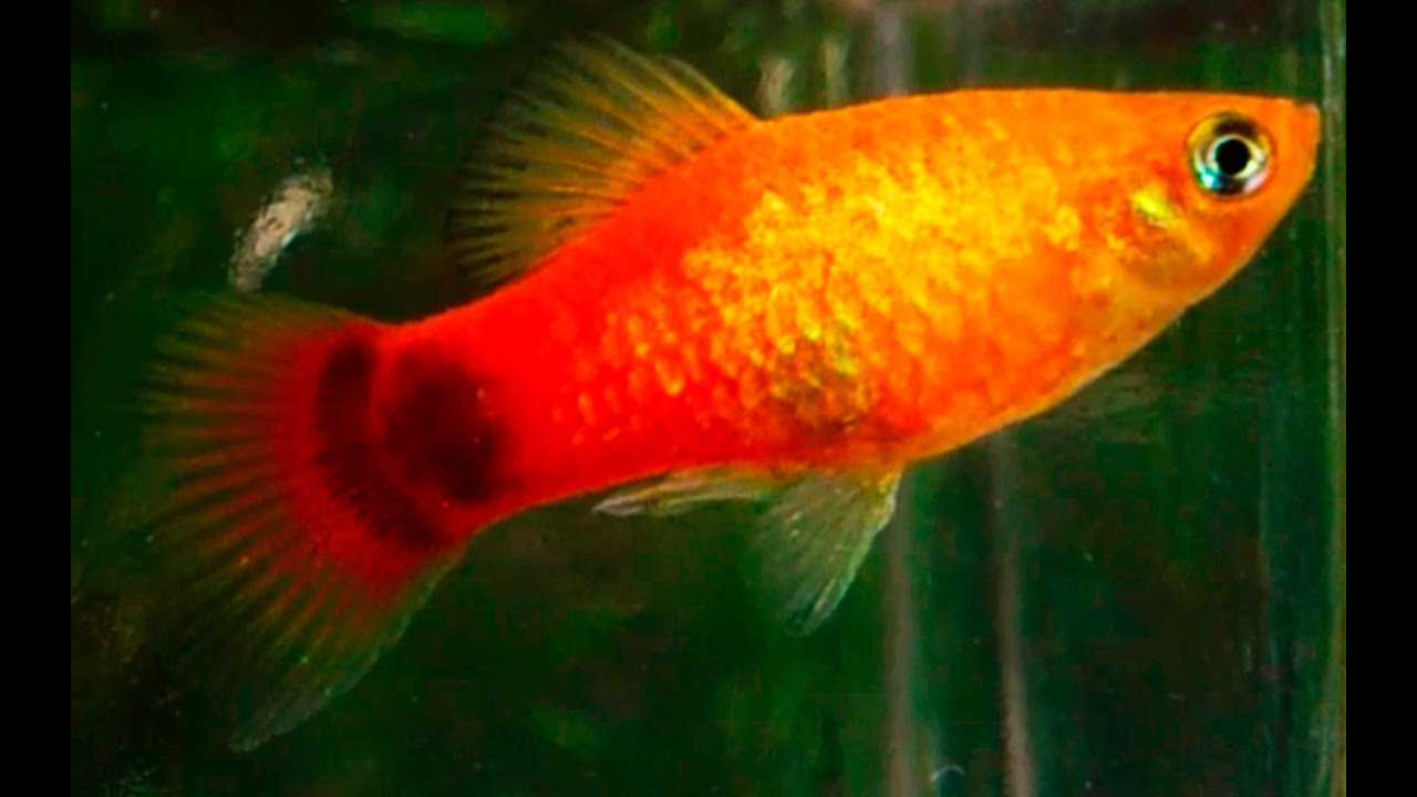 Newly collected fish from the ponds - Marigold Platy [HD] - YouTube