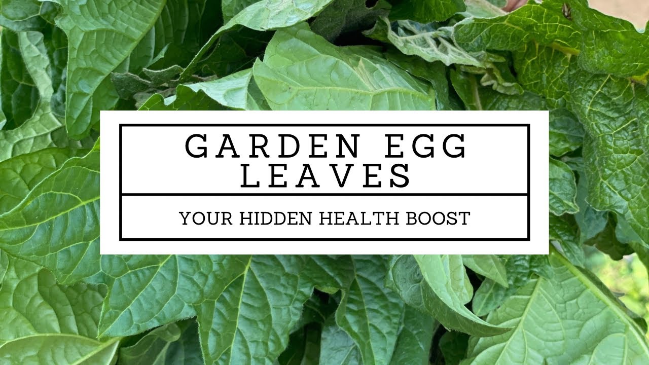 How to unlock the hidden power of garden egg leaves - YouTube