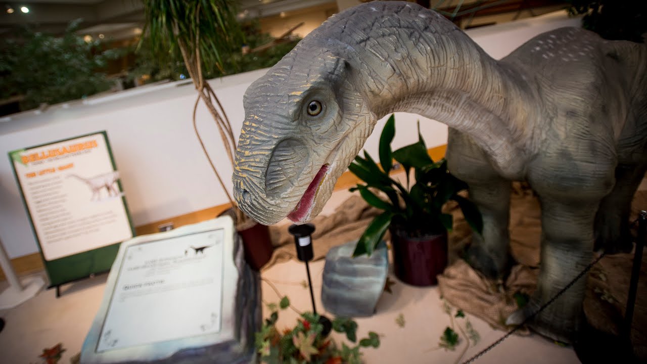 Animatronic Bellusaurus at Giant Mysterious Dinosaurs at Midland Center ...