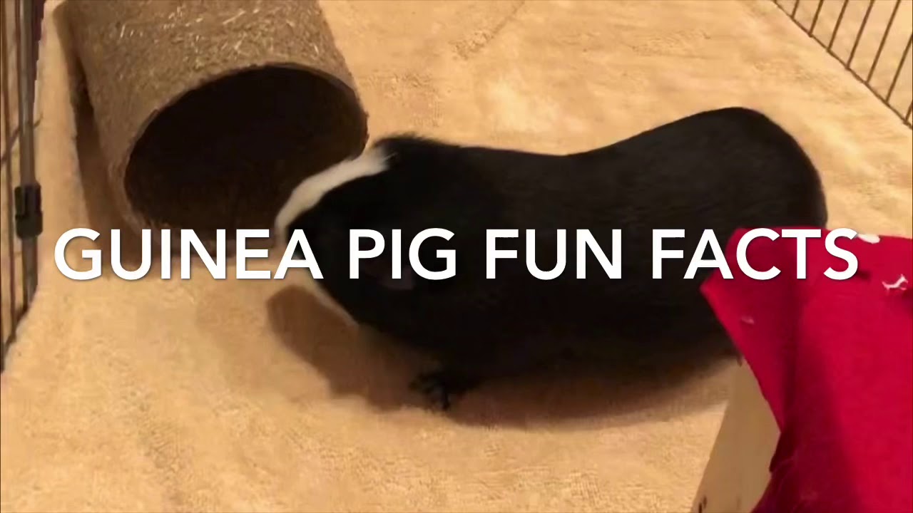 Guinea Pig Fun Facts YouTube guinea-pig-fun-facts-youtube
