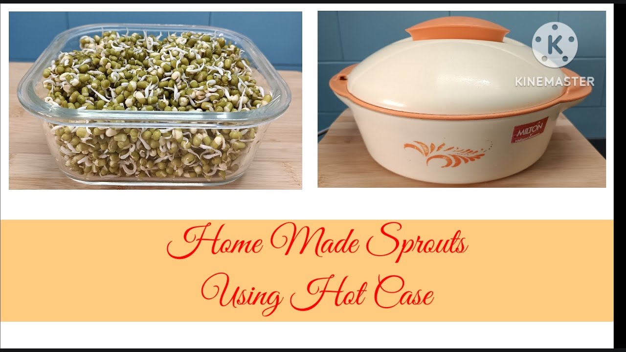 Homemade Sprouts Using Hot Case | How To Make Sprouts | Sprouts recipe ...