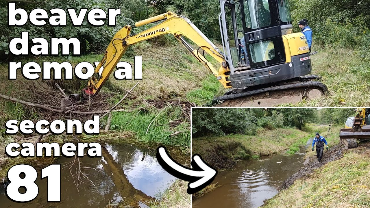 Beaver Dam Removal With Excavator No.81 - Second Camera - YouTube