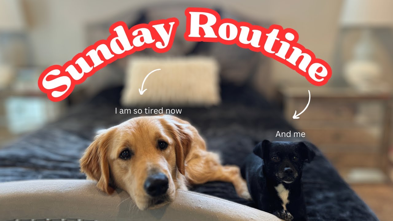 Pets: My Dogs Sunday Routine - YouTube