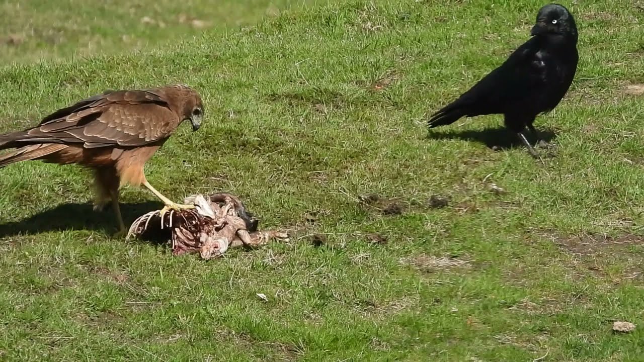Swamp Harrier fights Forest Raven for food - YouTube