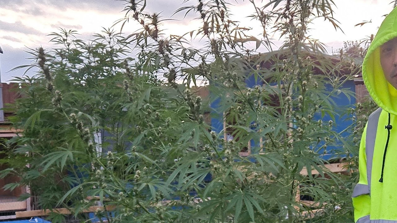 MN Grown #Mnlegal #MNgrown #maryjane - YouTube