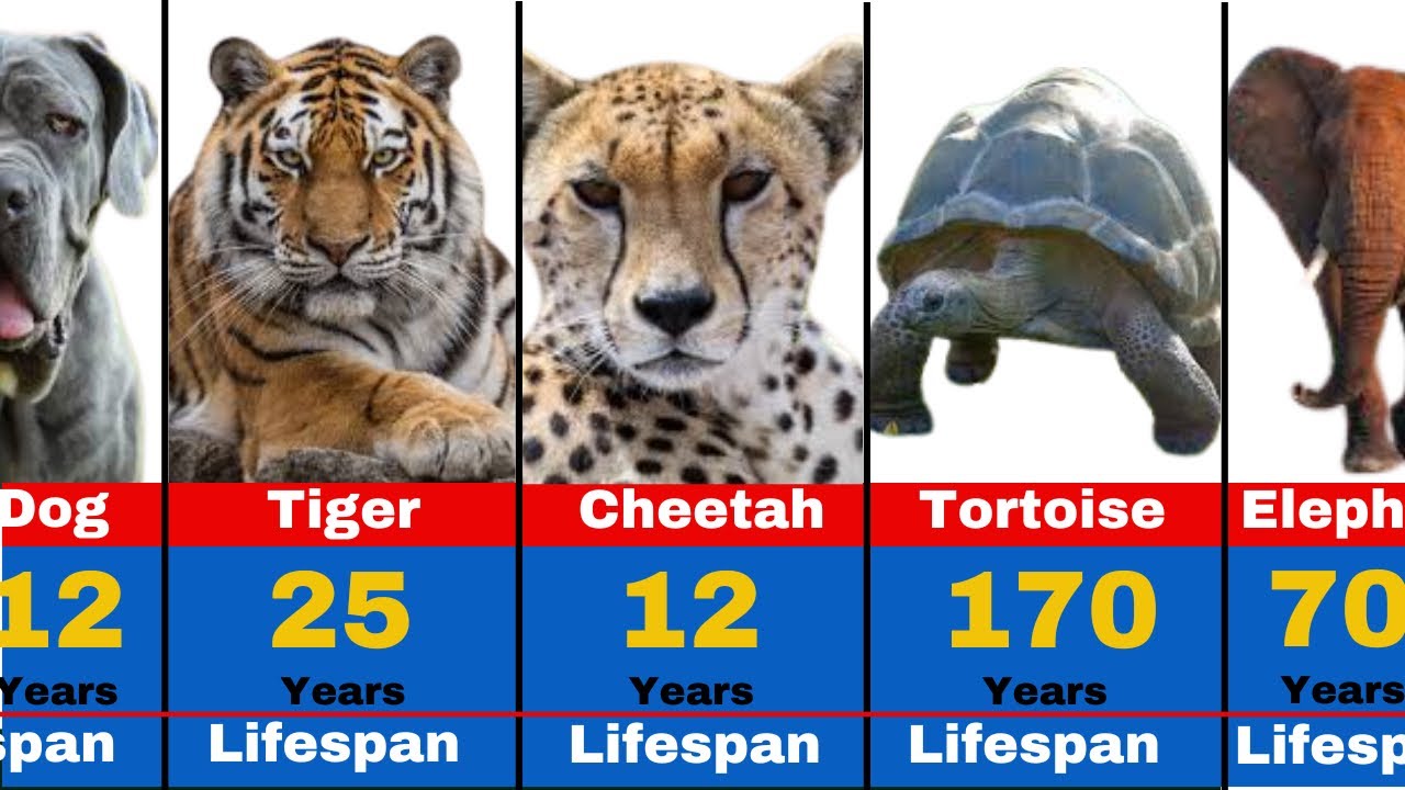 Animals With The Longest and Shortest Lifespan - YouTube