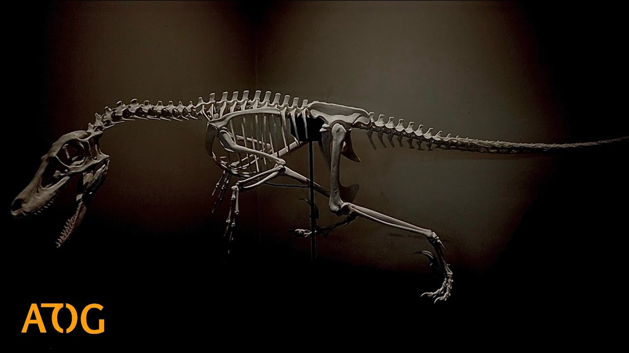I 3D Printed A Full Size Velociraptor Skeleton……Part 2! - YouTube