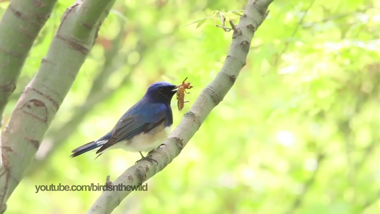 Blue-and-White Flycatcher feeding on bug - YouTube