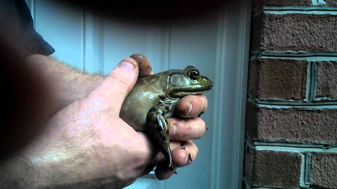 BULLFROG SCREAMING!!! - YouTube