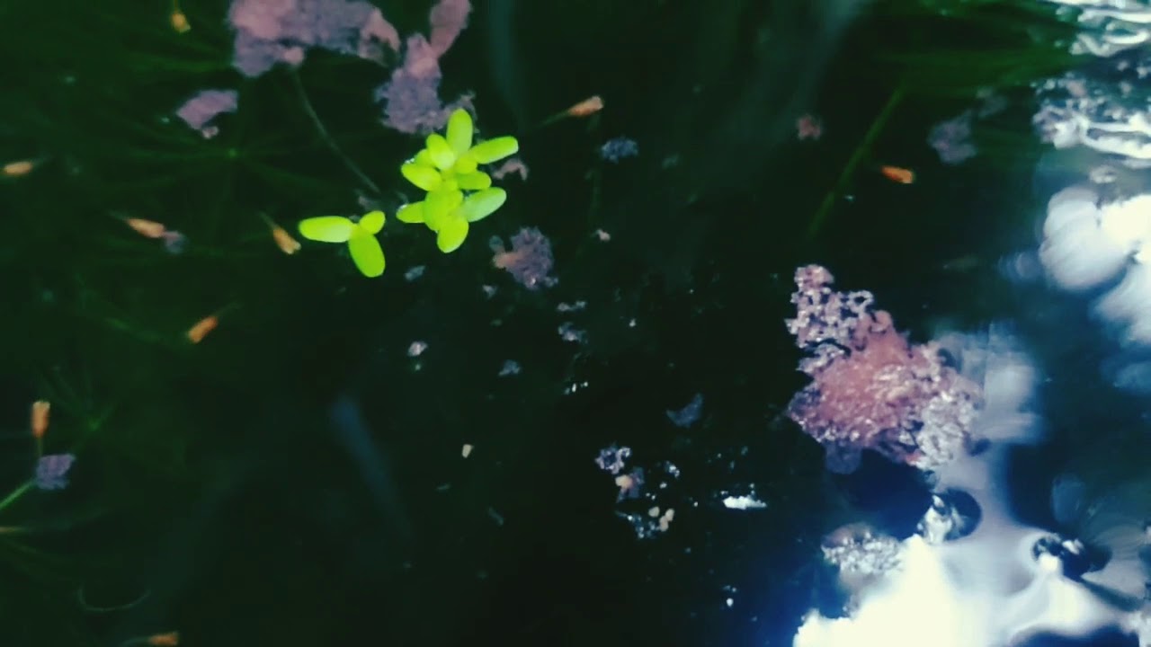 Colorful Molly Fish pond - YouTube