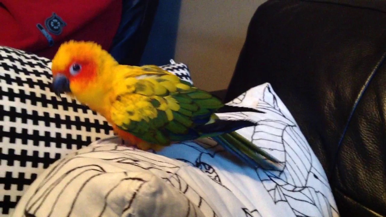 Sun conure Kip dancing - YouTube