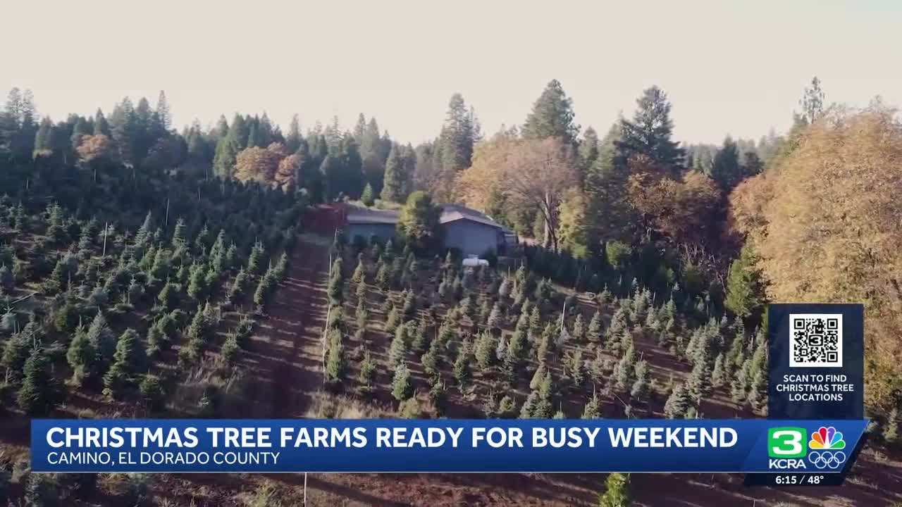 California Christmas tree farms prepare for busy weekend - YouTube
