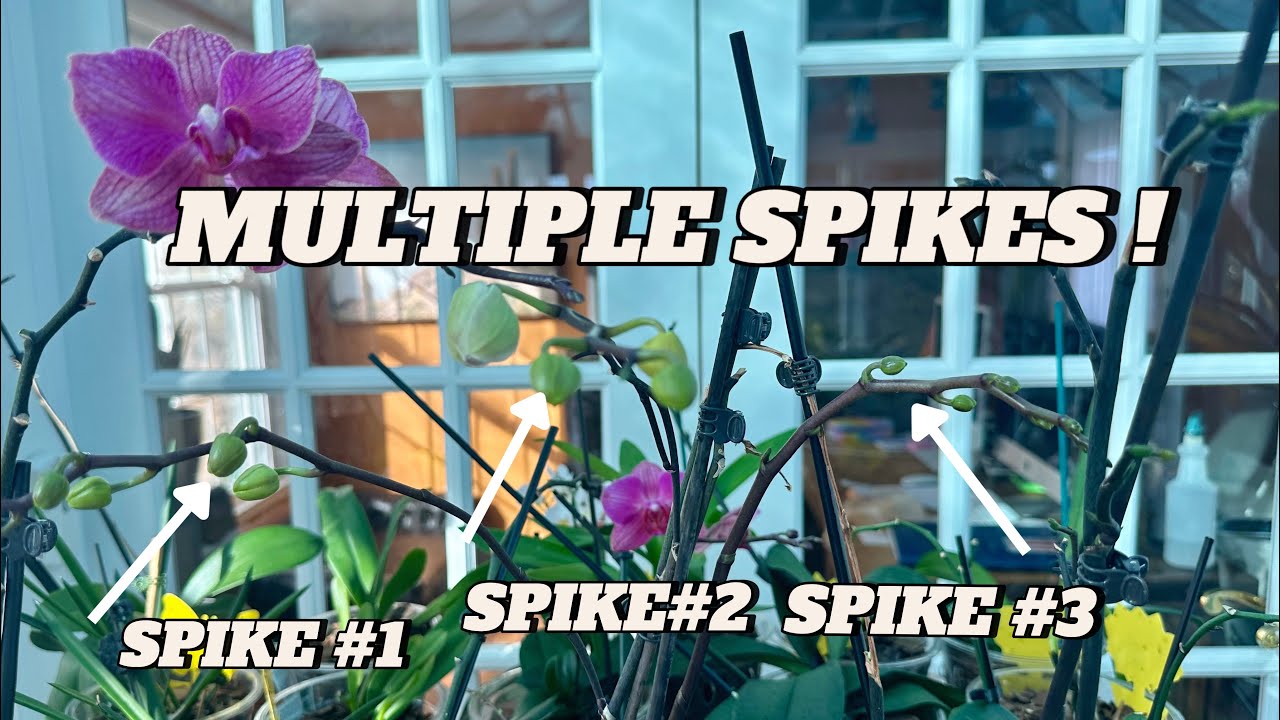 How To Make An Orchid Grow MULTIPLE Flower Spikes 🌸 Tips For Reblooming ...