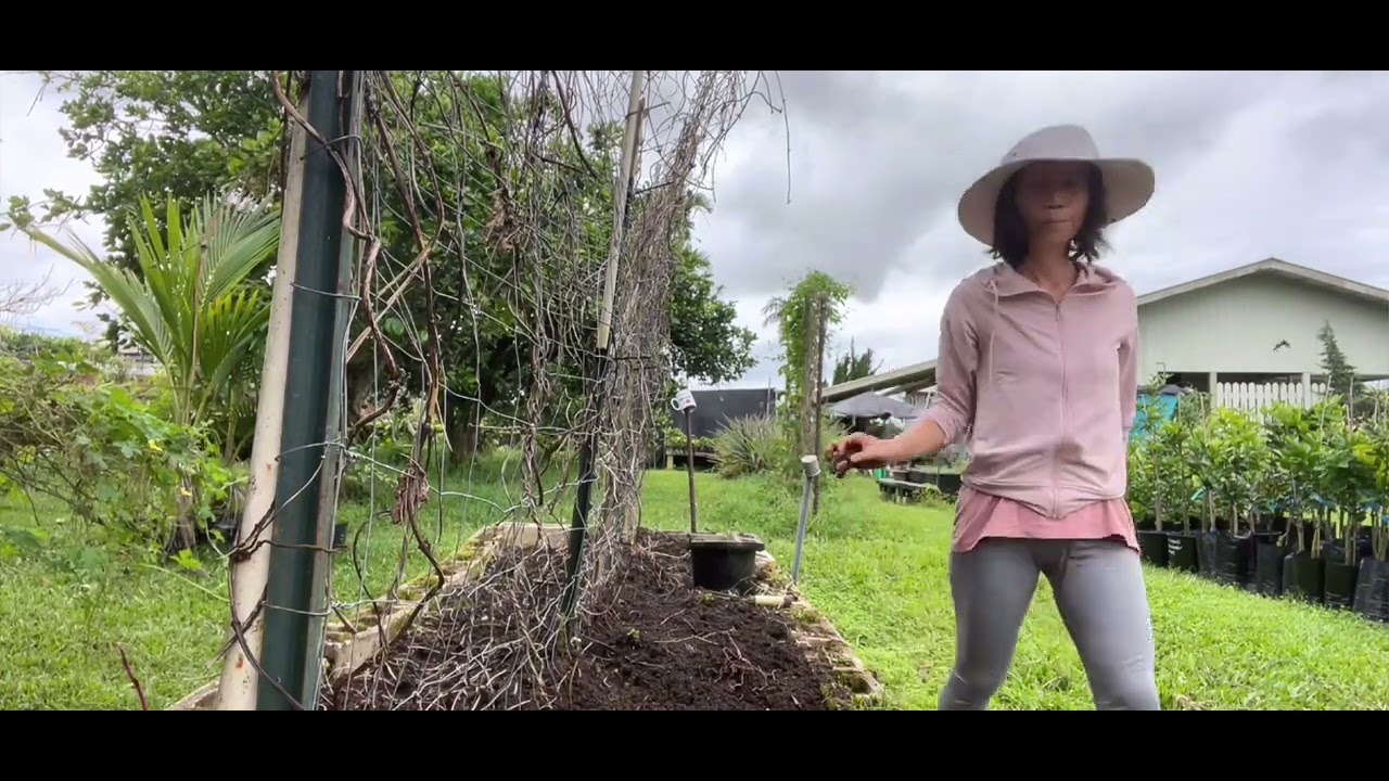 PLANTING UBE YAM AGAIN…2024 - YouTube