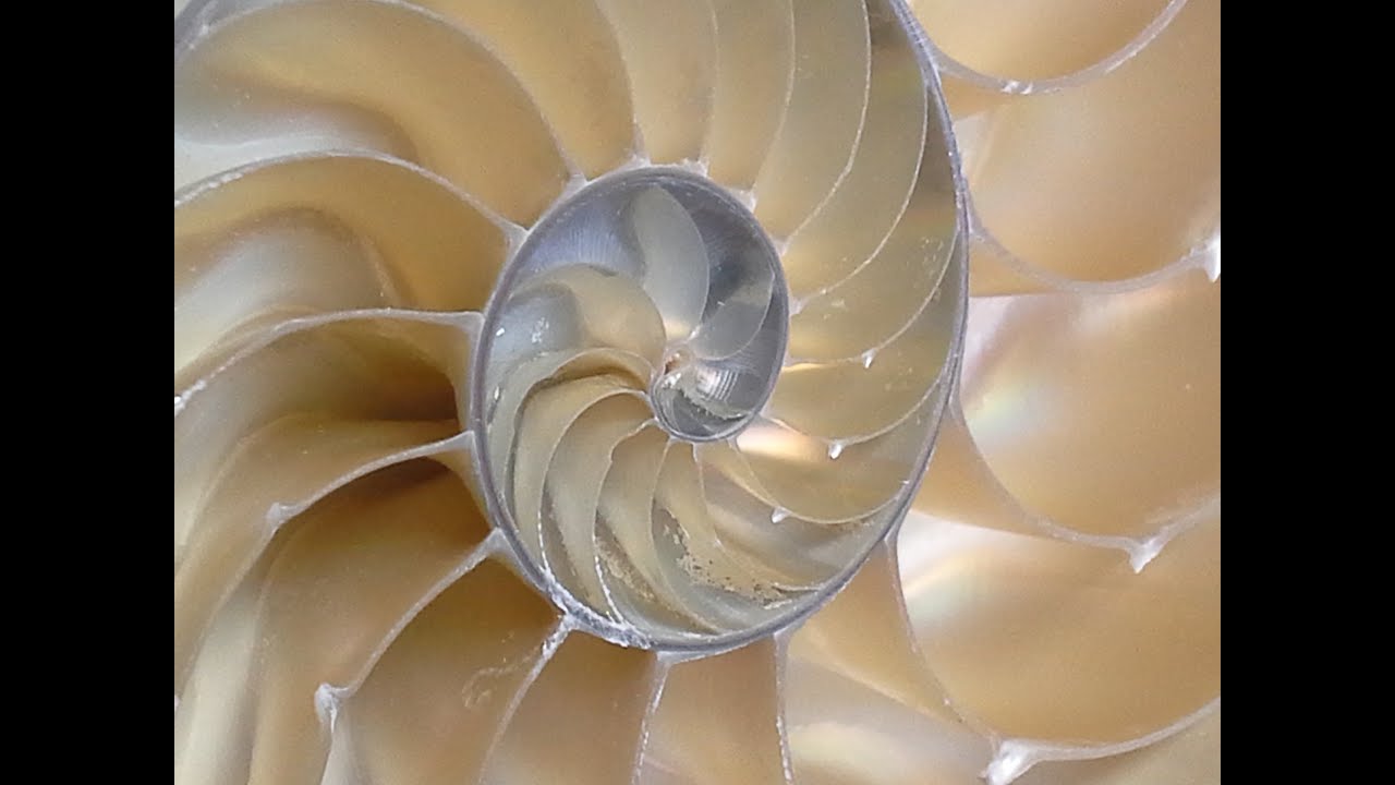 Sea Shells - YouTube