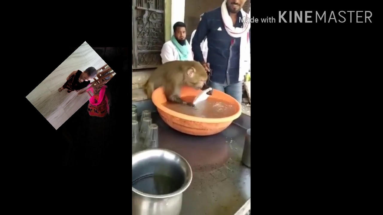Monkey washing dishes - YouTube