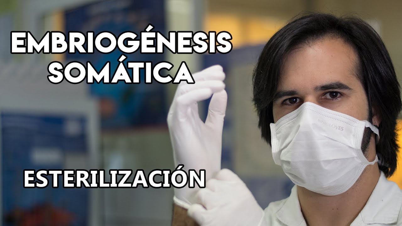 La embriogénesis somática en la vid (I) - Esterilización - YouTube