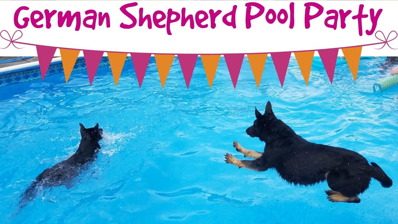 German Shepherds Crash Pool Party Fun Play Day @ Prufenpuden Farms ...