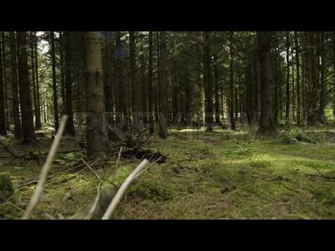 Pine Tree Forest Stock Video