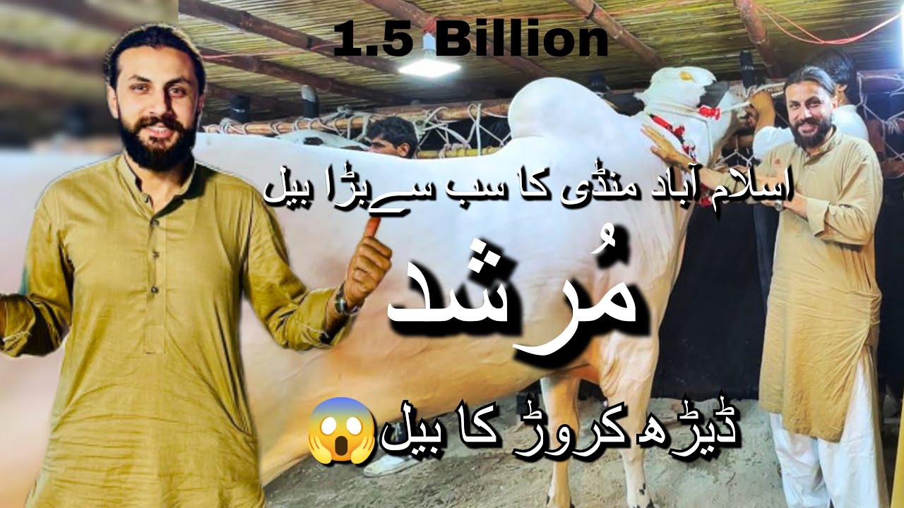 Bhatta Mandi Murshad Bull Last Day Live Deal | Biggest Heavyweight ...