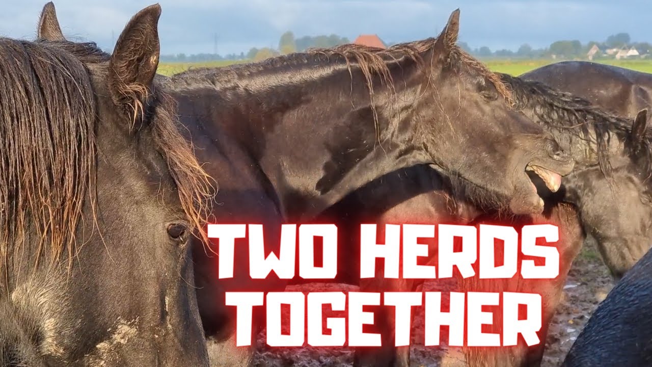 Two herds together, with Rising Star⭐ and Queen👑Uniek | Friesian Horses ...