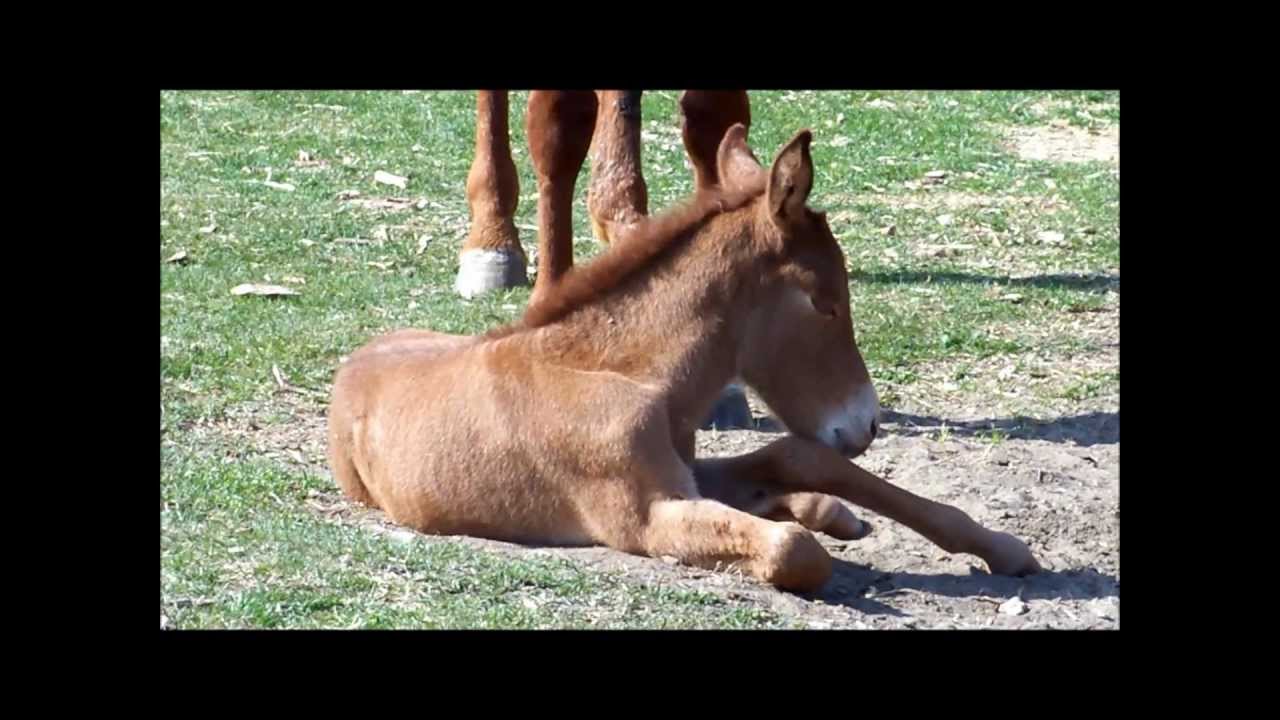Baby Mule - YouTube