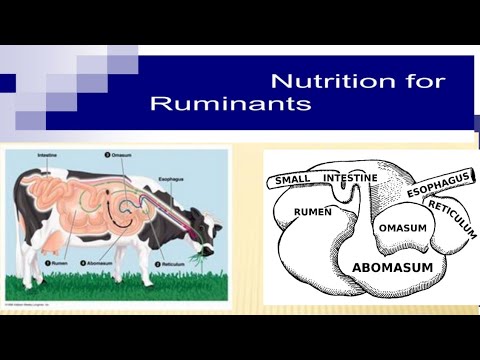 Nutrition in Ruminants | Cud| Rumination| compound stomach| Mechanism ...
