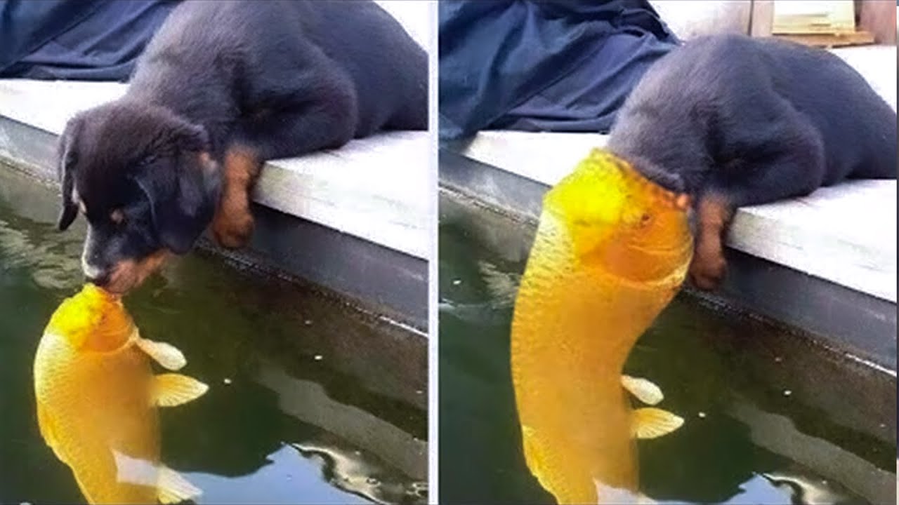 Times Your Pets BEING Weird and You Wouldn't Believe It - YouTube