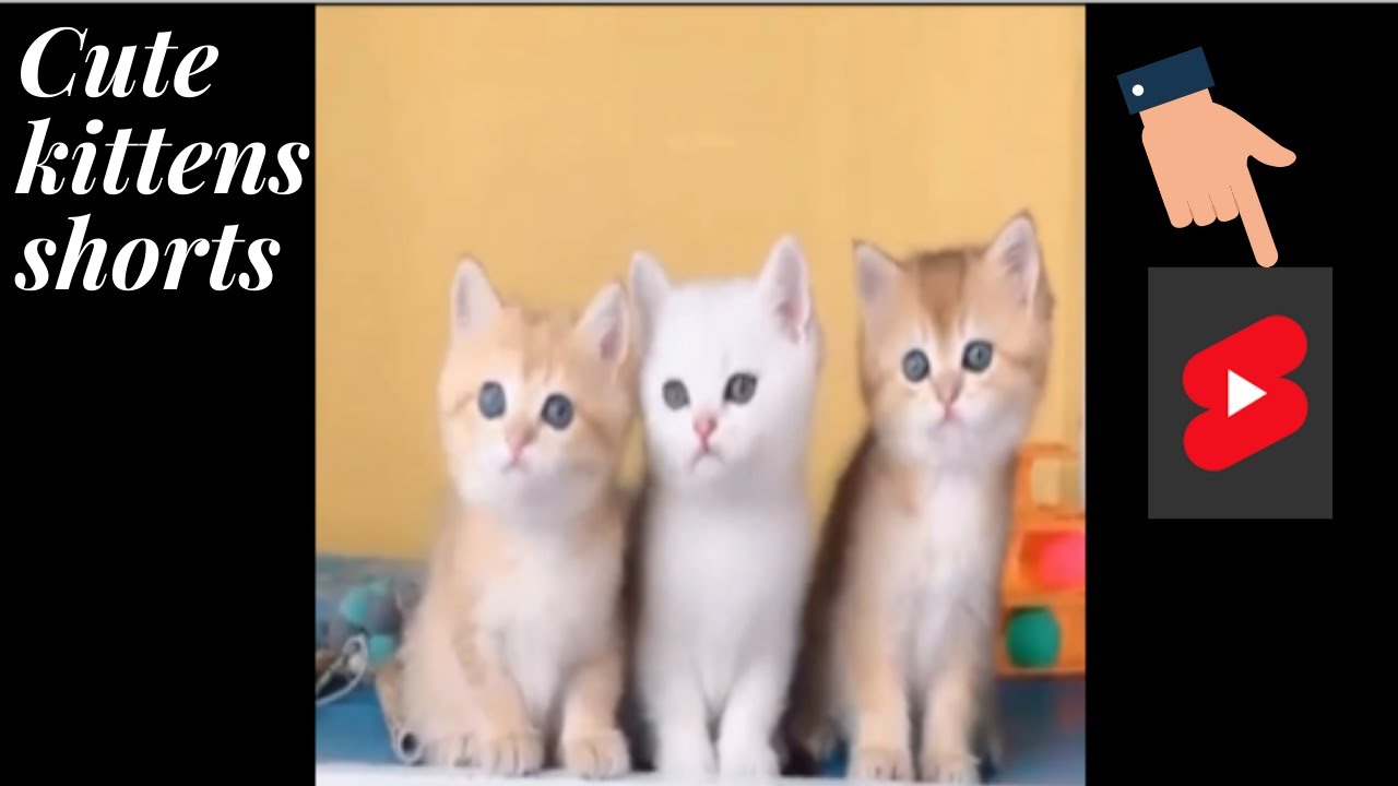 Cute Kittens Cat Video Funny Cats #Shorts #Cats #kitten #video - YouTube