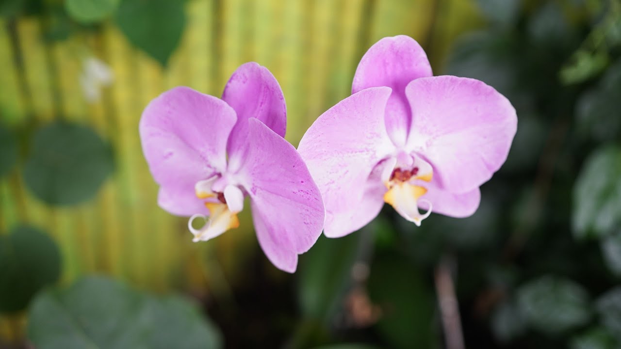 My Old Orchid Quickly Take Root And Bloom With New Tips - YouTube