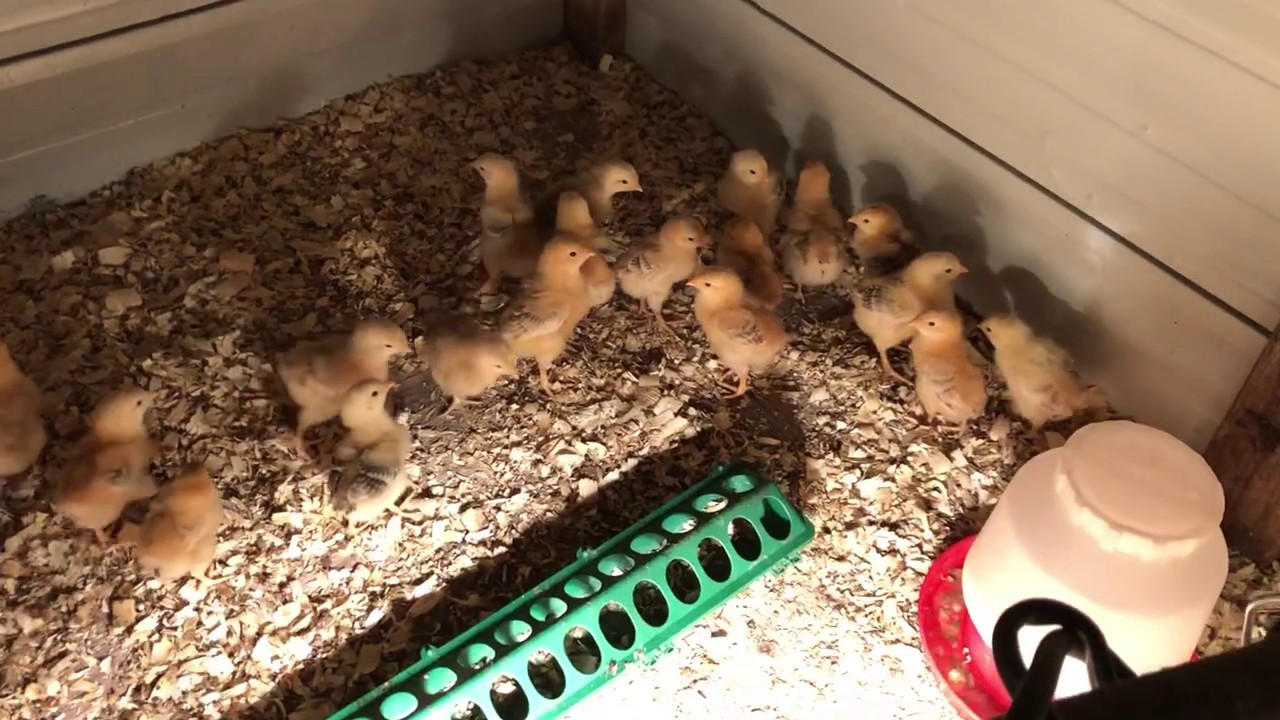 Red Broilers 4-11-2020 - YouTube