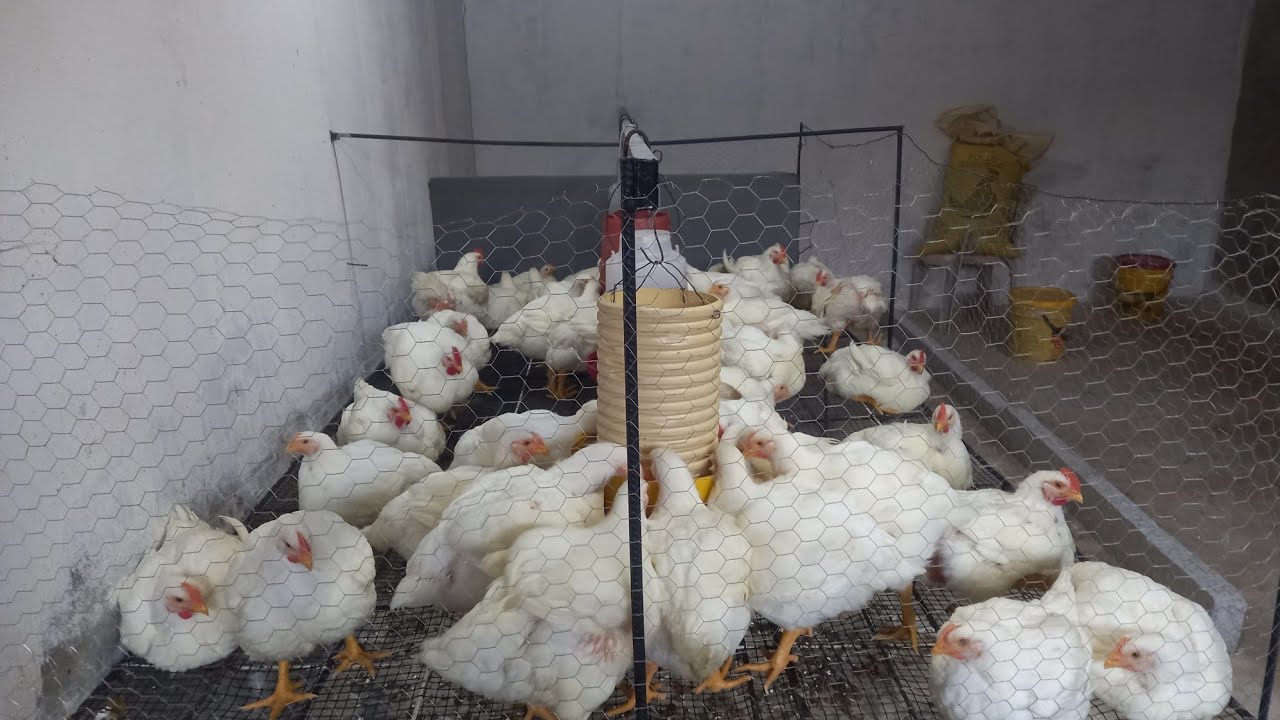 POLLO CRIA DE POLLITOS POLLOS GALPONES DE POLLO CRIANDO POLLO - YouTube