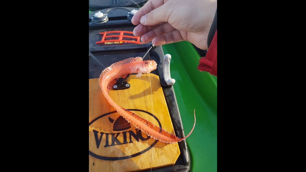 Mini Species:Rare Red Band Fish in the Clyde Estuary - YouTube