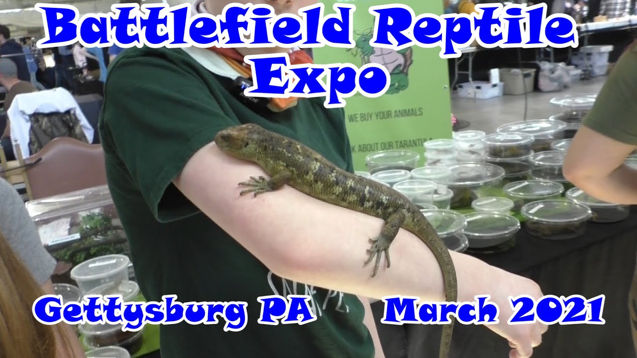 Battlefield Reptile Expo Gettysburg PA March 2021 - YouTube