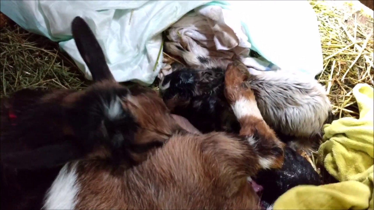 Our First Baby Goats Being Born!!! :) - YouTube