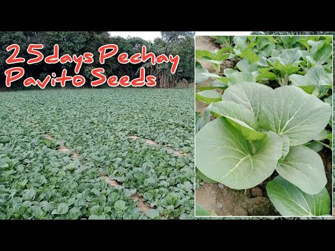 Update 25days Pechay Pavito seeds tatay Gilbert Farm | GTNE FARMERS ...